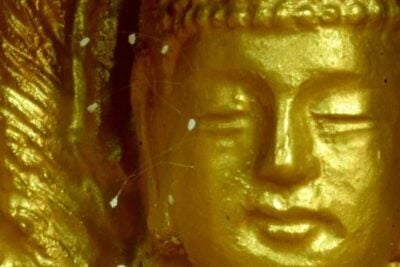 Rare Udumbara Flowers in Full Bloom after 3,000 Years