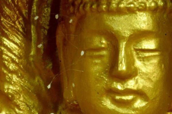 Rare Udumbara Flowers in Full Bloom after 3,000 Years