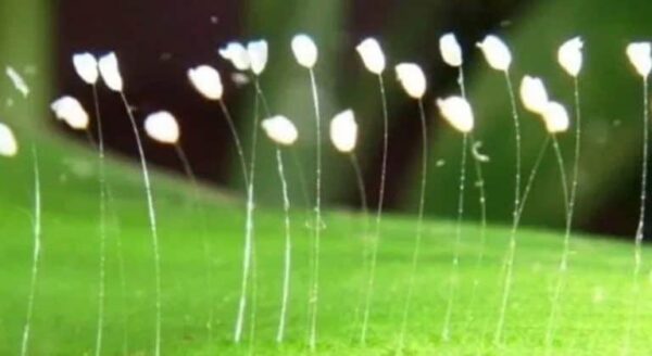 Rare Udumbara Flowers in Full Bloom after 3,000 Years