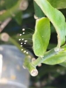Rare Udumbara Flowers in Full Bloom after 3,000 Years