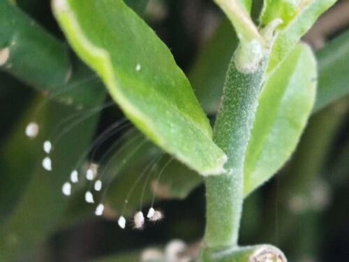 Rare Udumbara Flowers in Full Bloom after 3,000 Years