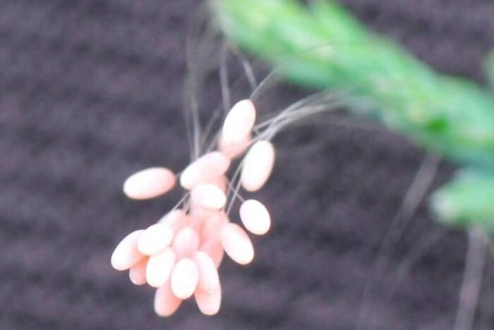 Rare Udumbara Flowers in Full Bloom after 3,000 Years
