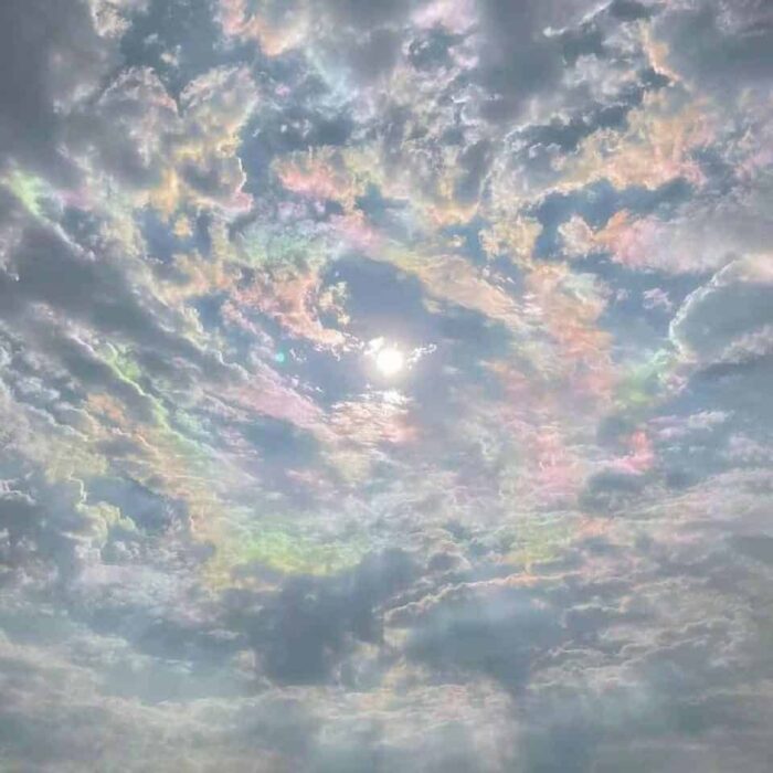 Rare Udumbara Flowers in Full Bloom after 3,000 Years