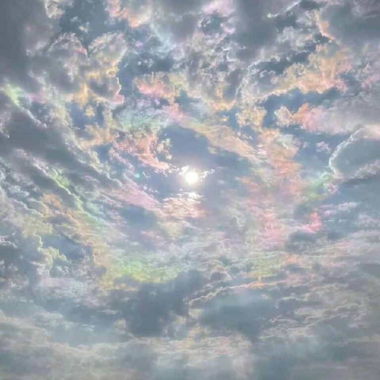 Rare Udumbara Flowers in Full Bloom after 3,000 Years